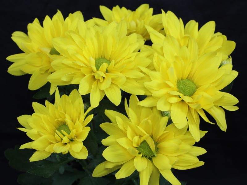 Chrysanthemum × indicum
